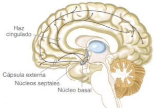 Comunicación Neuronal: Potenciales y Sinapsis