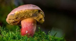 Basidiomicetos: Características, clasificación y tipos - Psicocode