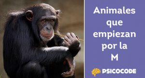 Los 21 animales que empiezan por m más conocidos - Psicocode
